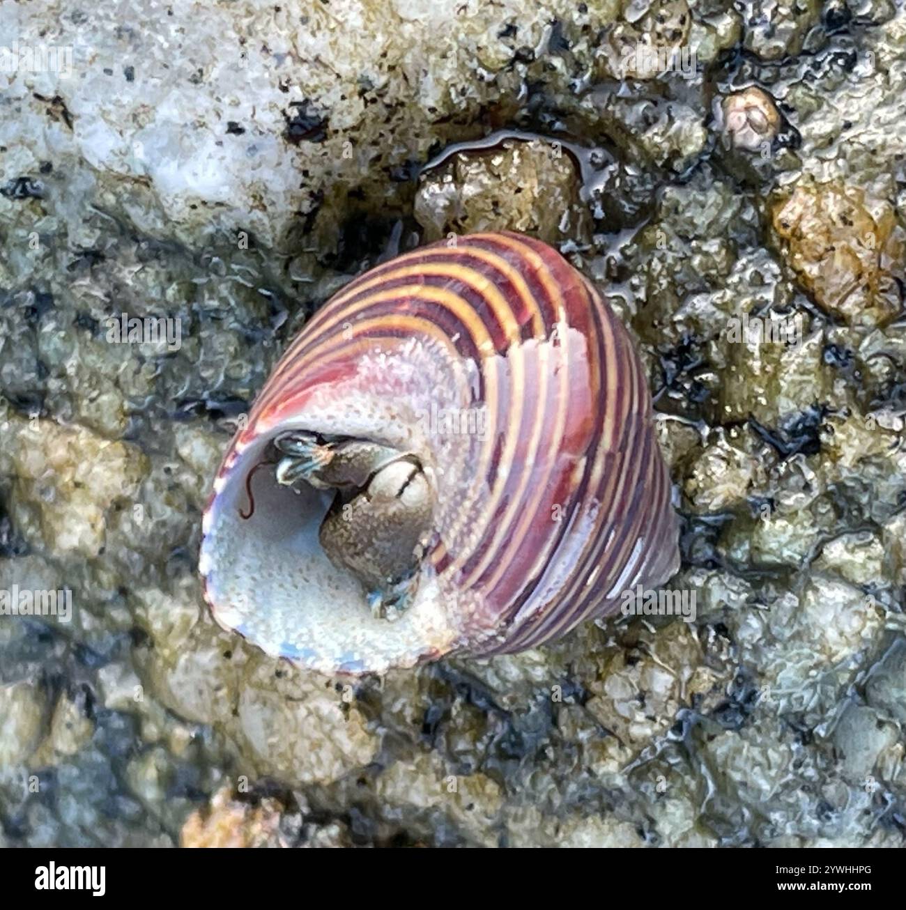 Blue ringed top snail hi-res stock photography and images - Alamy