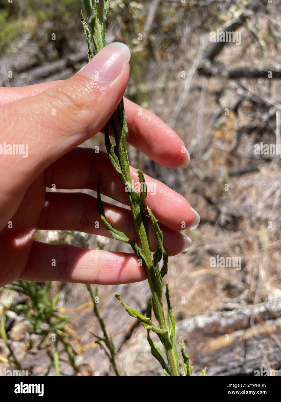 California cudweed (Pseudognaphalium californicum Stock Photo - Alamy