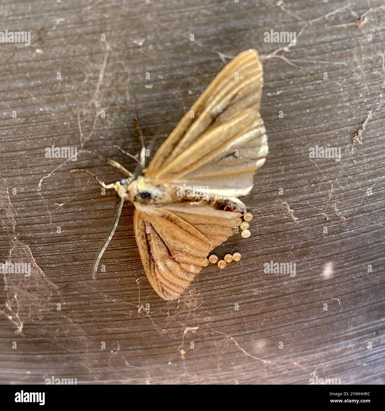 California Oak Moth (Phryganidia californica Stock Photo - Alamy