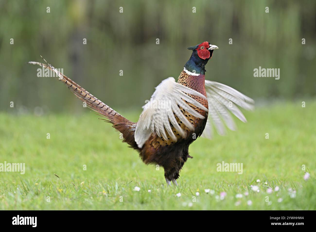 Pheasant (Phasianus colchicus), male, mating, flapping wings ...