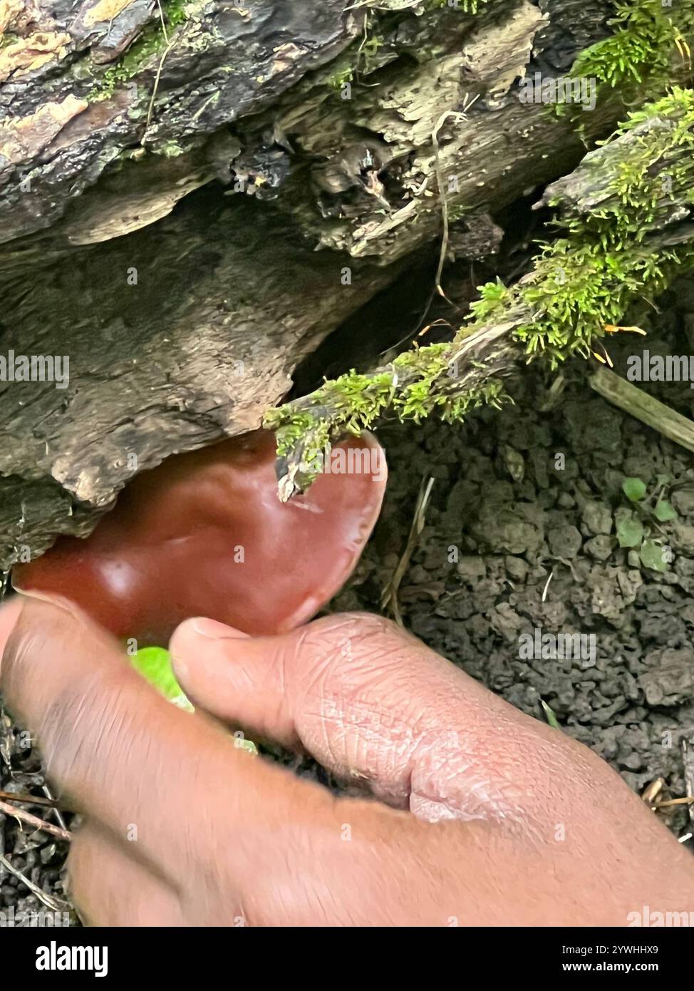 Jelly Tree Ear (Auricularia americana Stock Photo - Alamy