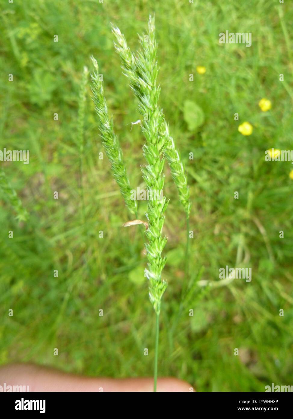 crested dogtail grass (Cynosurus cristatus Stock Photo - Alamy