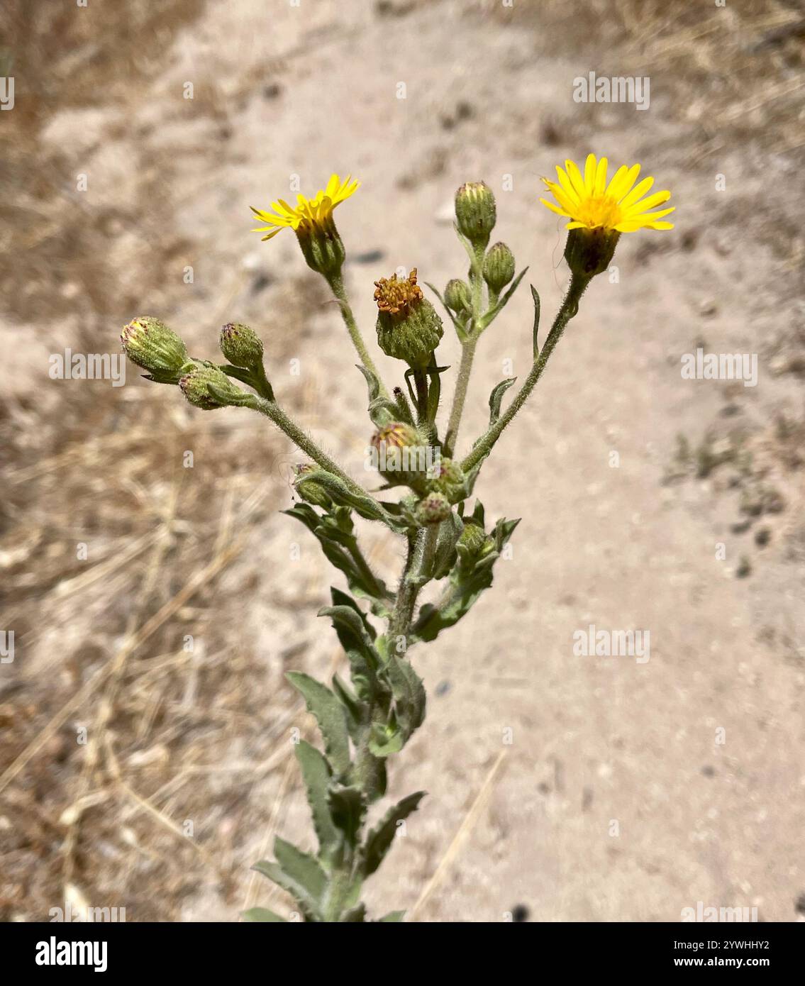 Telegraphweed (Heterotheca grandiflora Stock Photo - Alamy