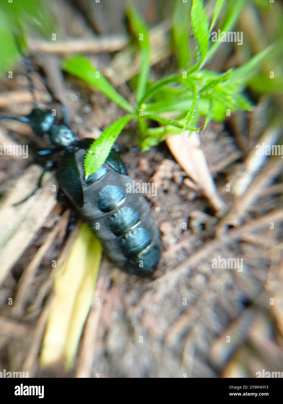 Violet Oil Beetle (Meloe violaceus Stock Photo - Alamy