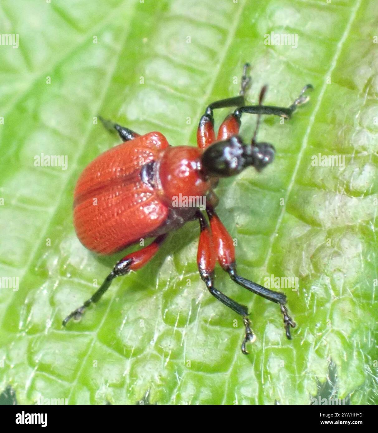 Hazel leaf-roller weevil (Apoderus coryli Stock Photo - Alamy