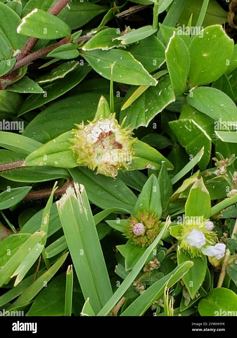 largeflower Mexican clover (Richardia grandiflora Stock Photo - Alamy