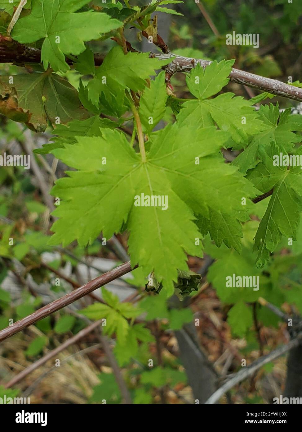 Rocky Mountain maple (Acer glabrum Stock Photo - Alamy
