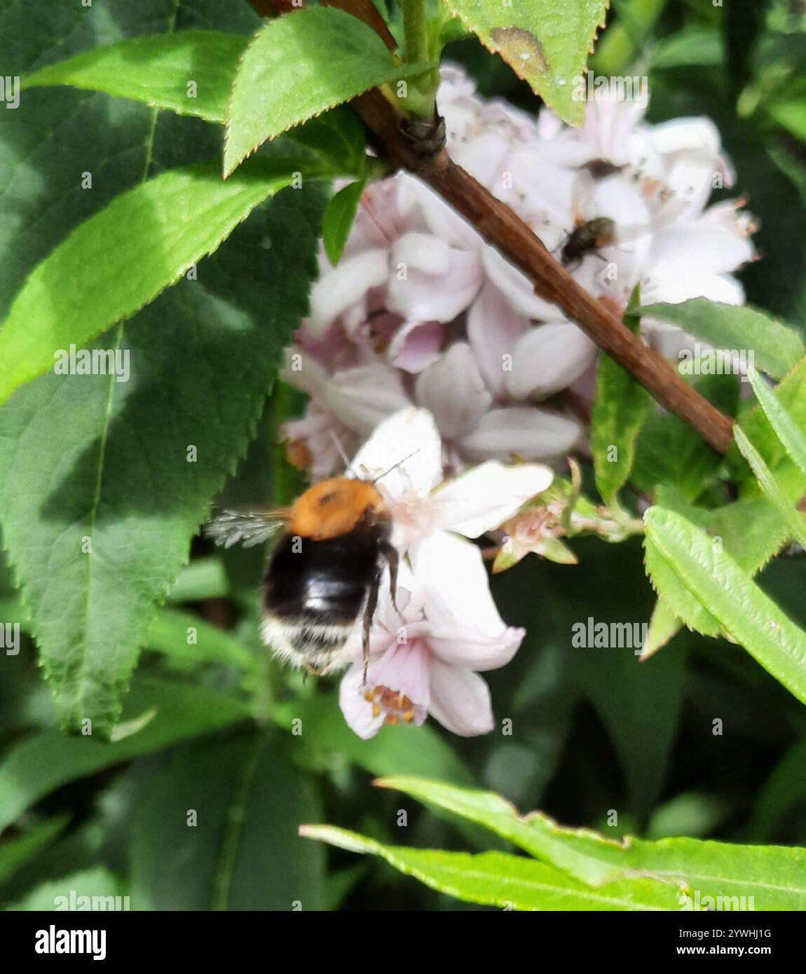 Tree Bumble Bee (Bombus hypnorum Stock Photo - Alamy