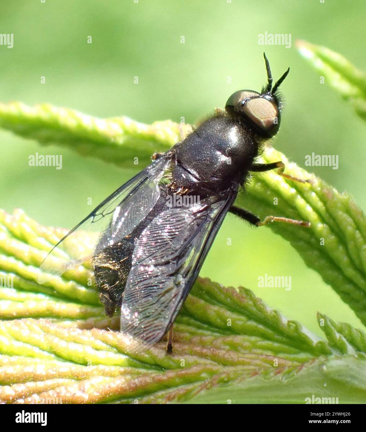 Black Colonel (Odontomyia tigrina Stock Photo - Alamy