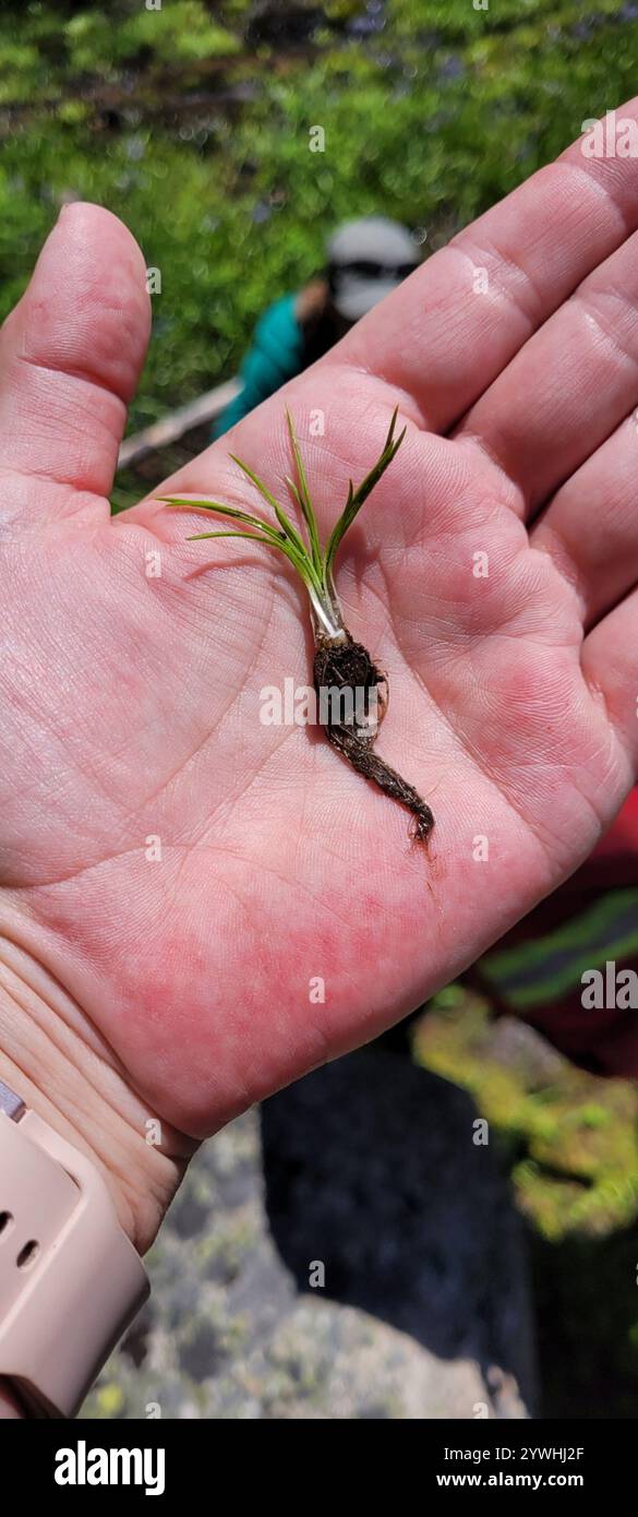 Columbia Quillwort (Isoetes minima Stock Photo - Alamy