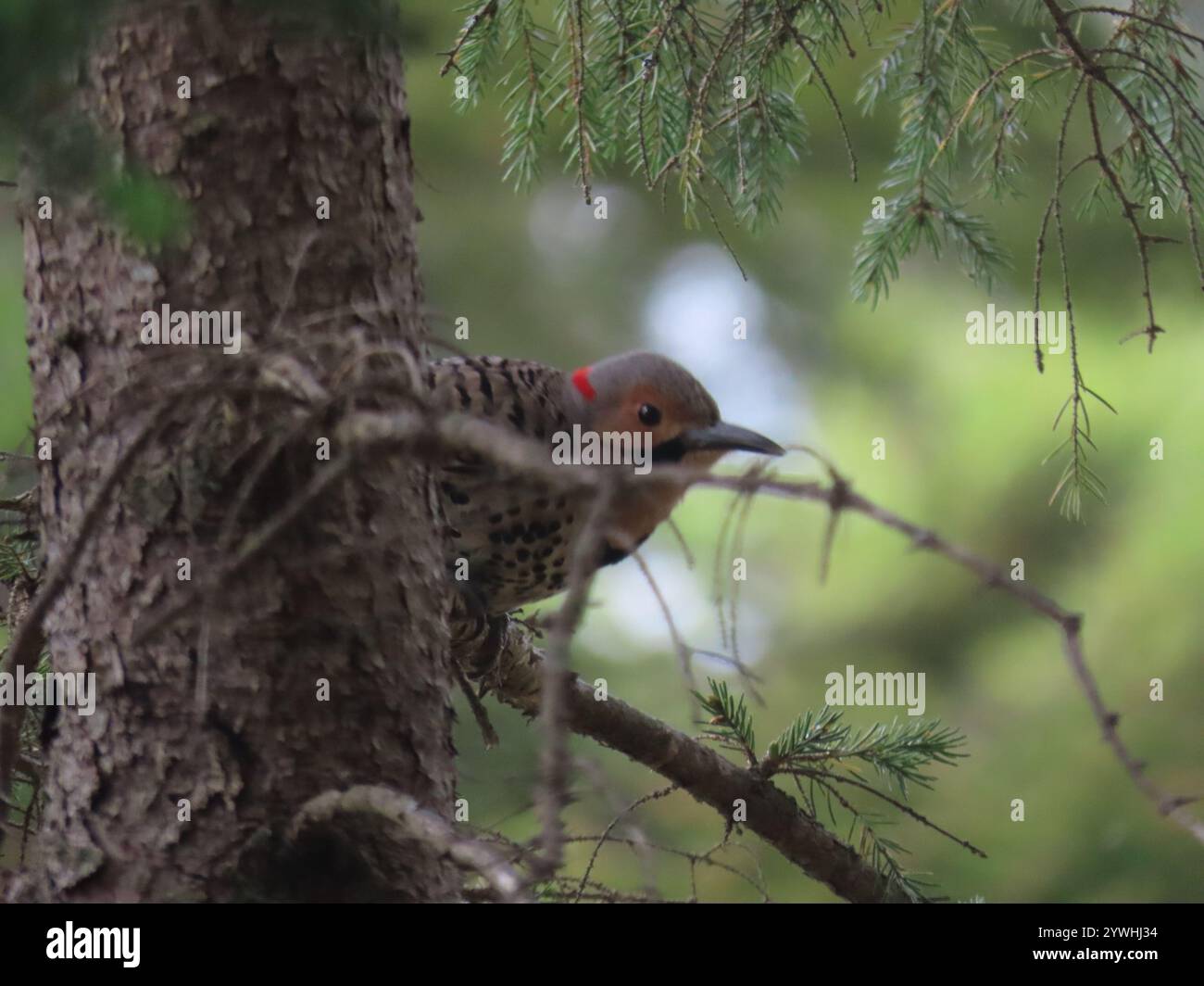 Northern Flicker (Colaptes auratus Stock Photo - Alamy