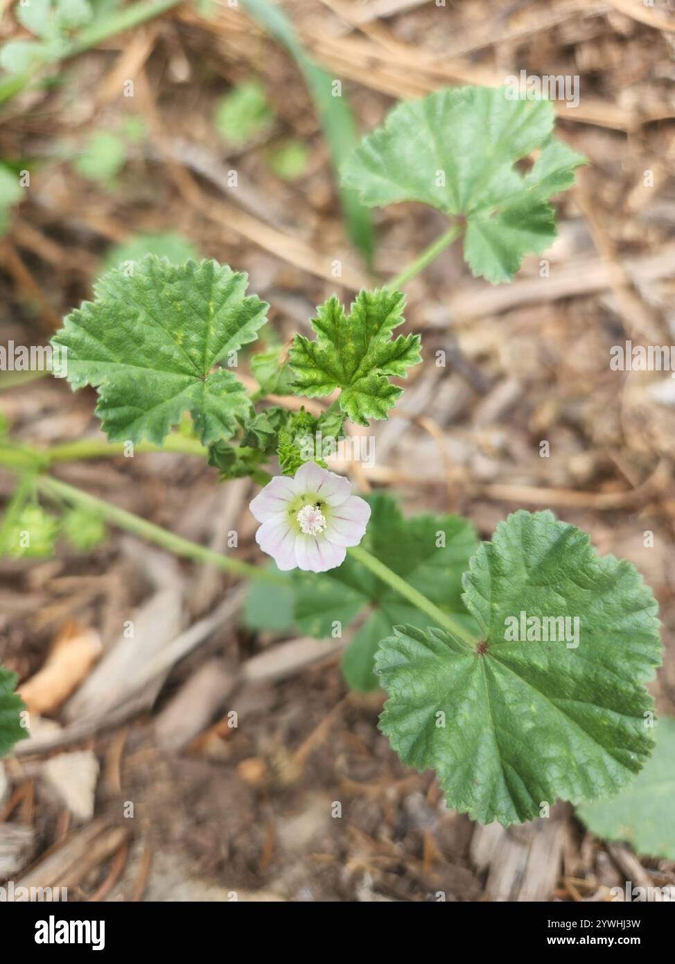 dwarf mallow (Malva neglecta Stock Photo - Alamy