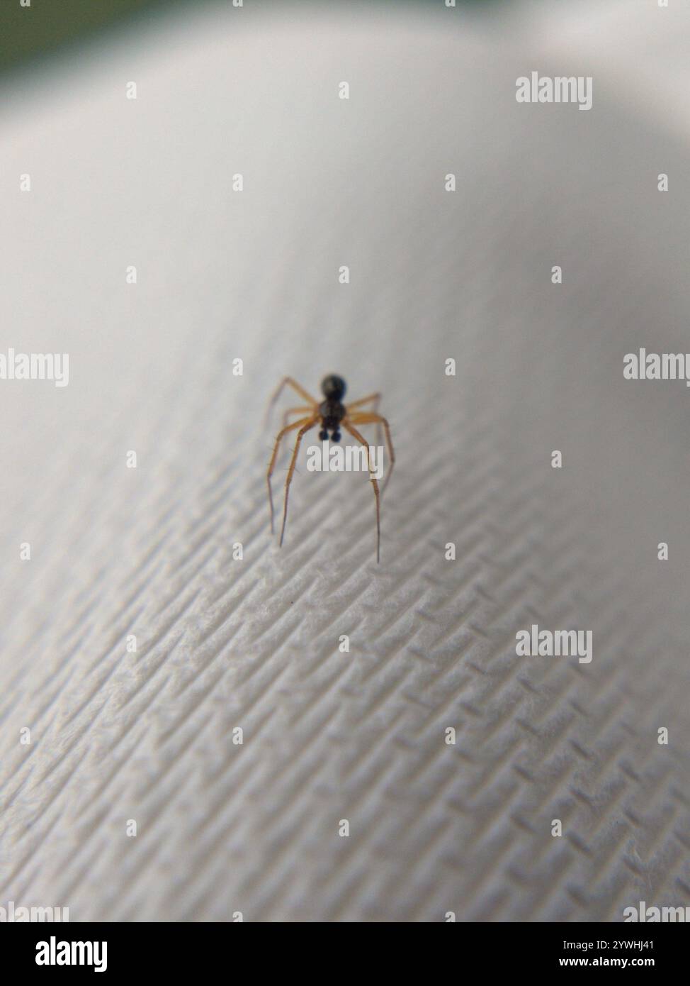 Sheetweb and Dwarf Weavers (Linyphiidae Stock Photo - Alamy