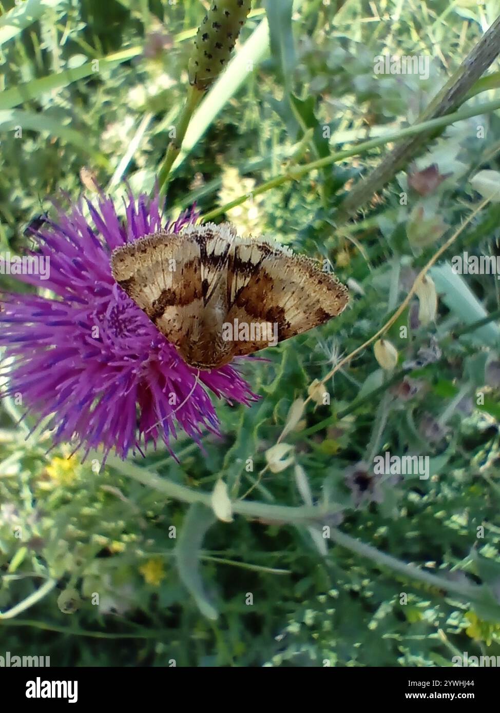 Marbled Clover (Heliothis viriplaca Stock Photo - Alamy