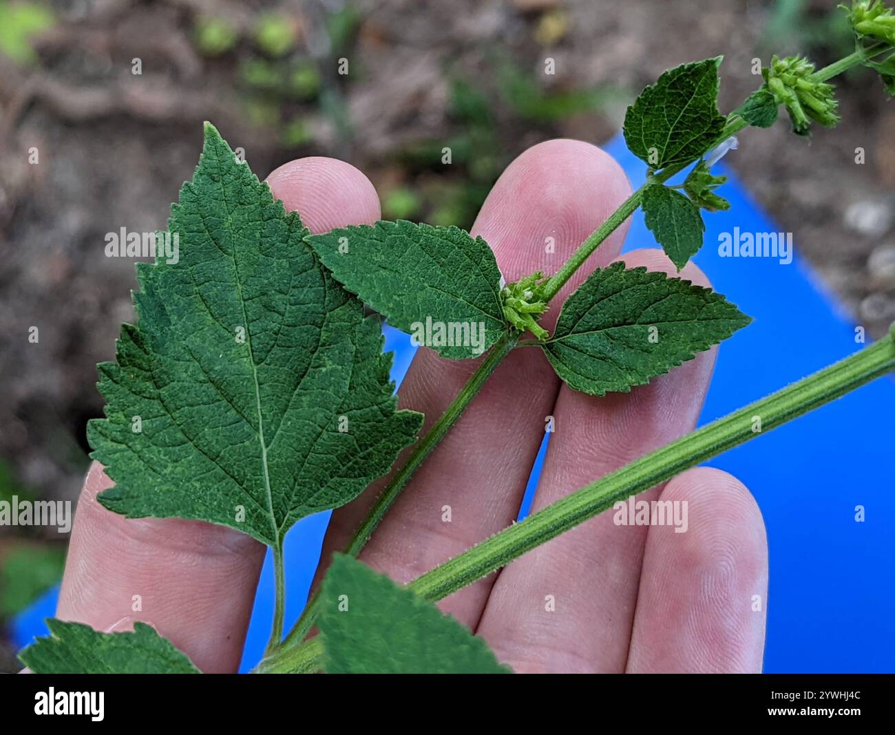 Tropical Bushmint (Hyptis mutabilis Stock Photo - Alamy