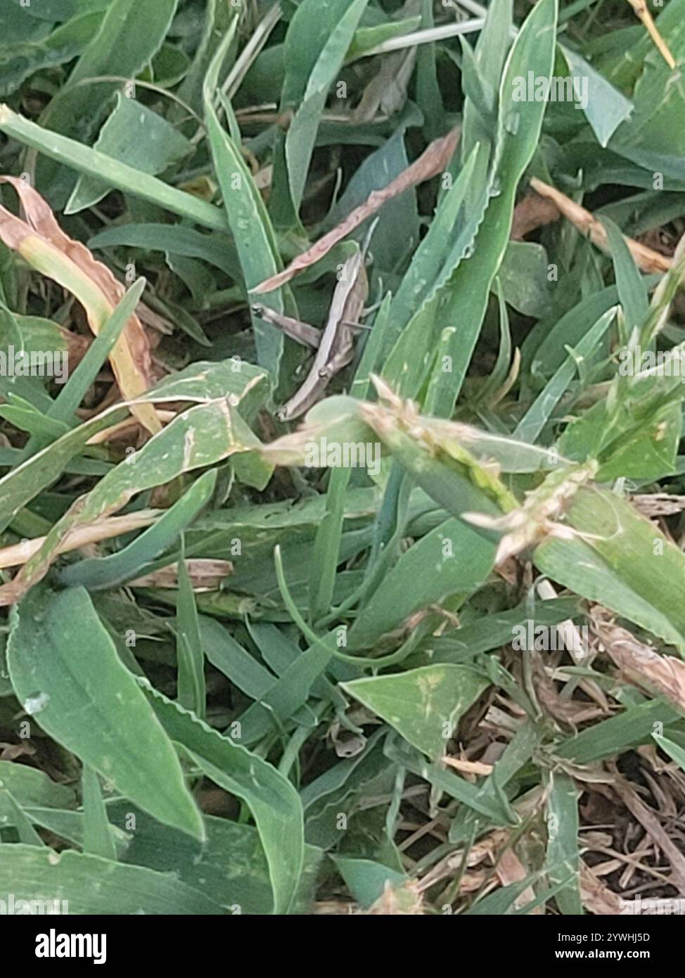 Slant-faced Grasshoppers (Gomphocerinae Stock Photo - Alamy