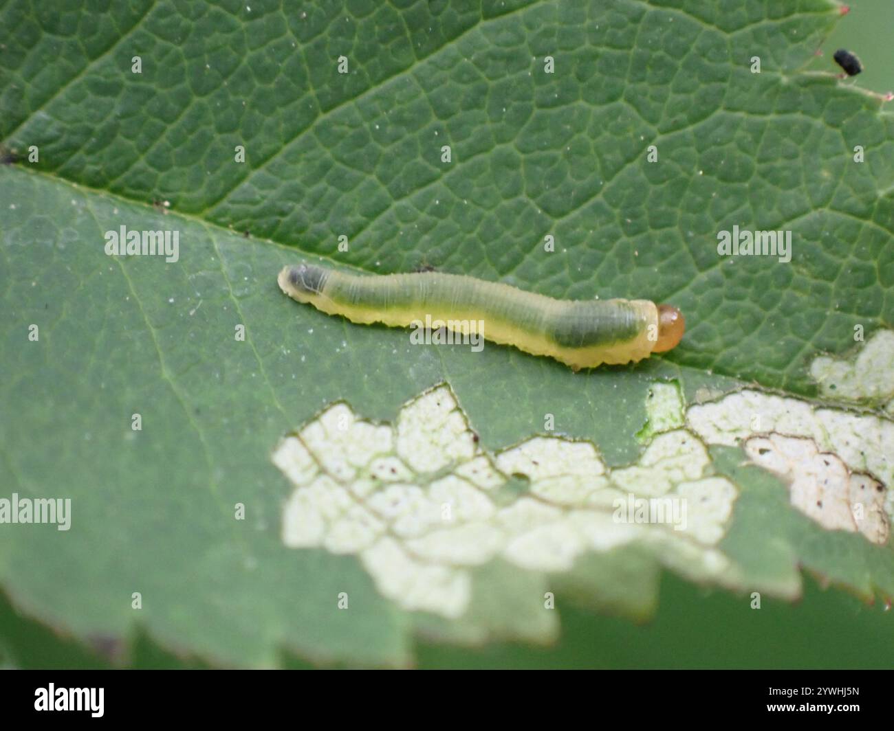 Common Sawflies (Tenthredinidae Stock Photo - Alamy