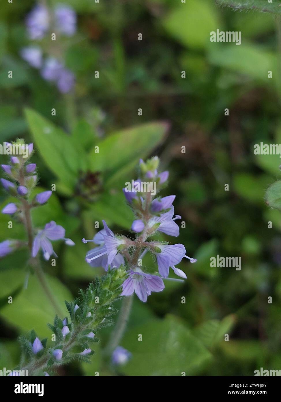 heath speedwell (Veronica officinalis Stock Photo - Alamy