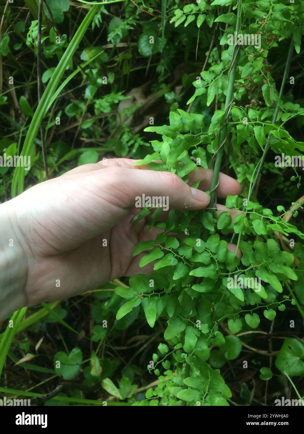 Climbing Maidenhair (Lygodium microphyllum Stock Photo - Alamy