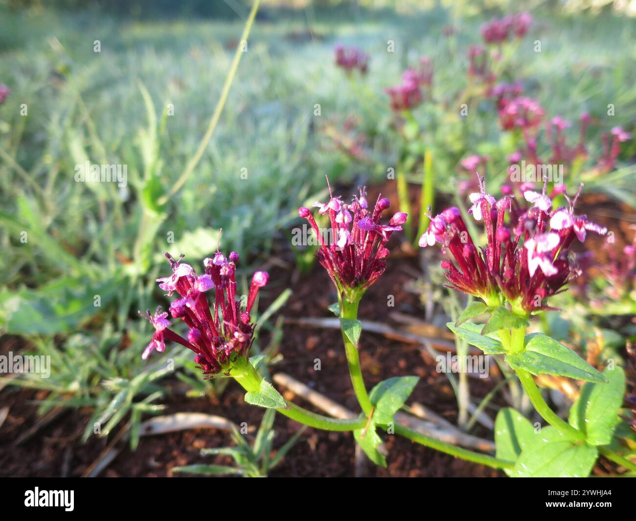 Fedia hi-res stock photography and images - Alamy