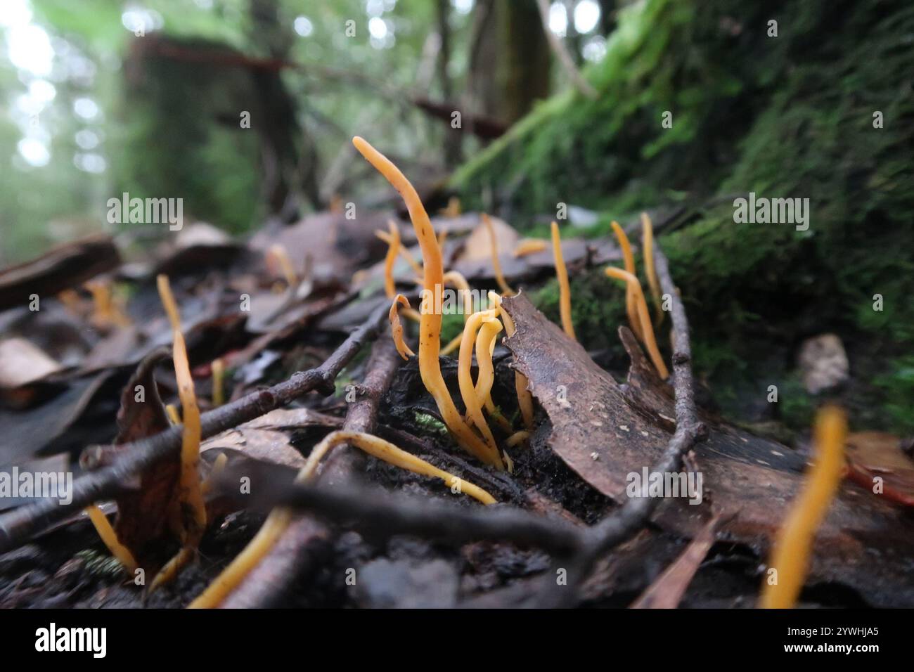 antler and spindle fungi (Clavariaceae Stock Photo - Alamy
