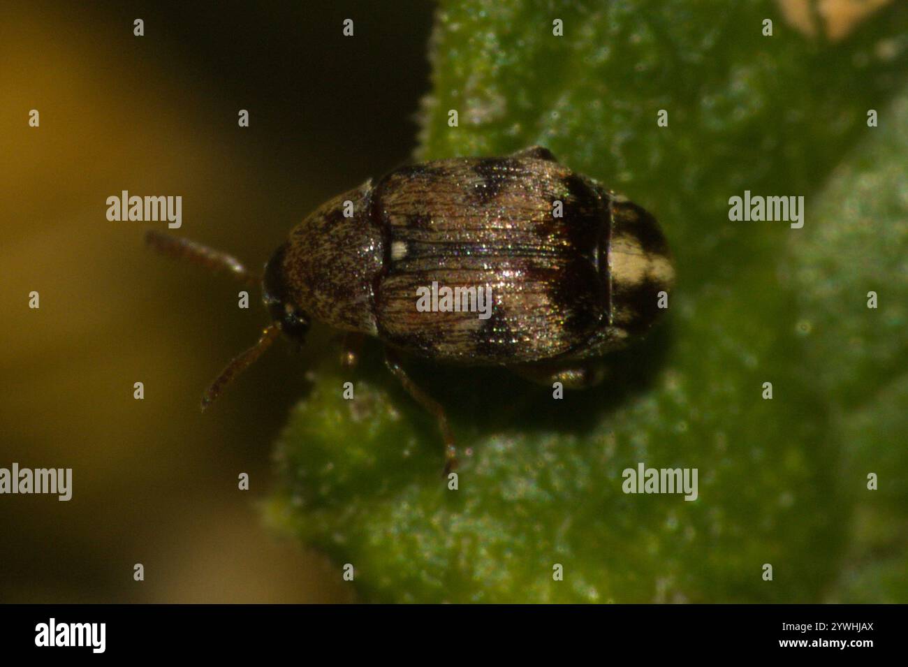 Pea weevils hi-res stock photography and images - Alamy
