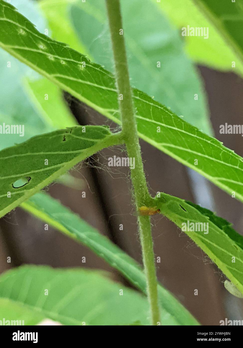 Fruit Flies (Tephritidae Stock Photo - Alamy