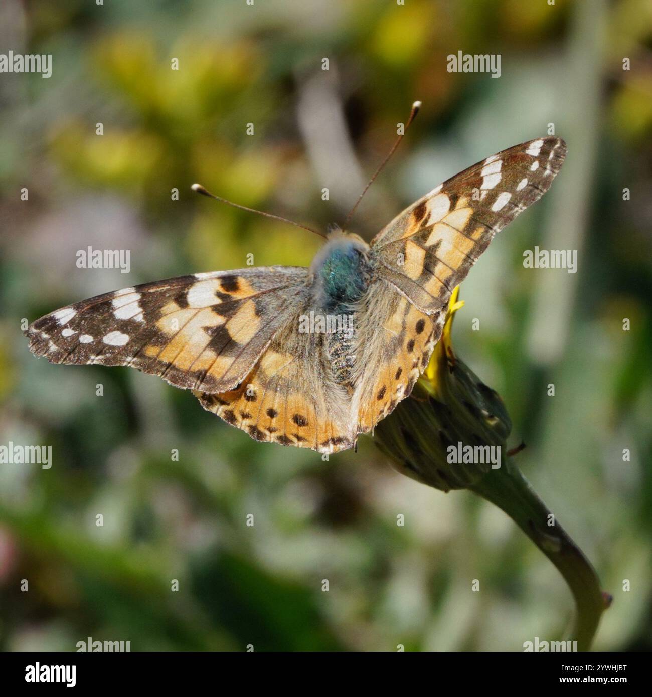 Painted Lady (Vanessa cardui Stock Photo - Alamy
