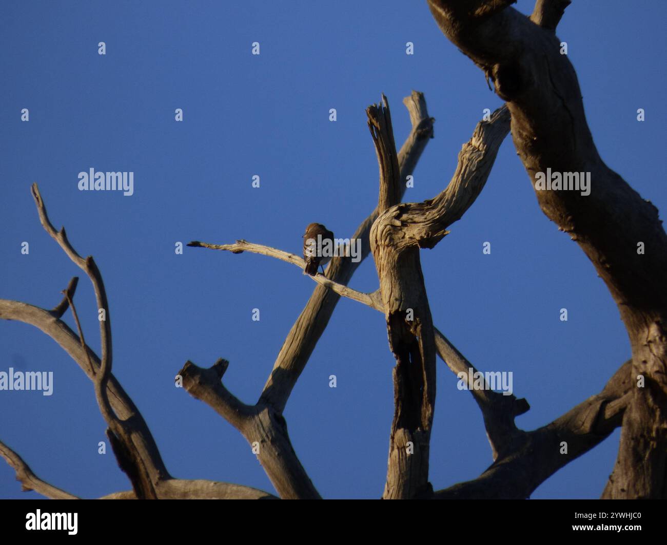 White-winged Triller (Lalage tricolor Stock Photo - Alamy