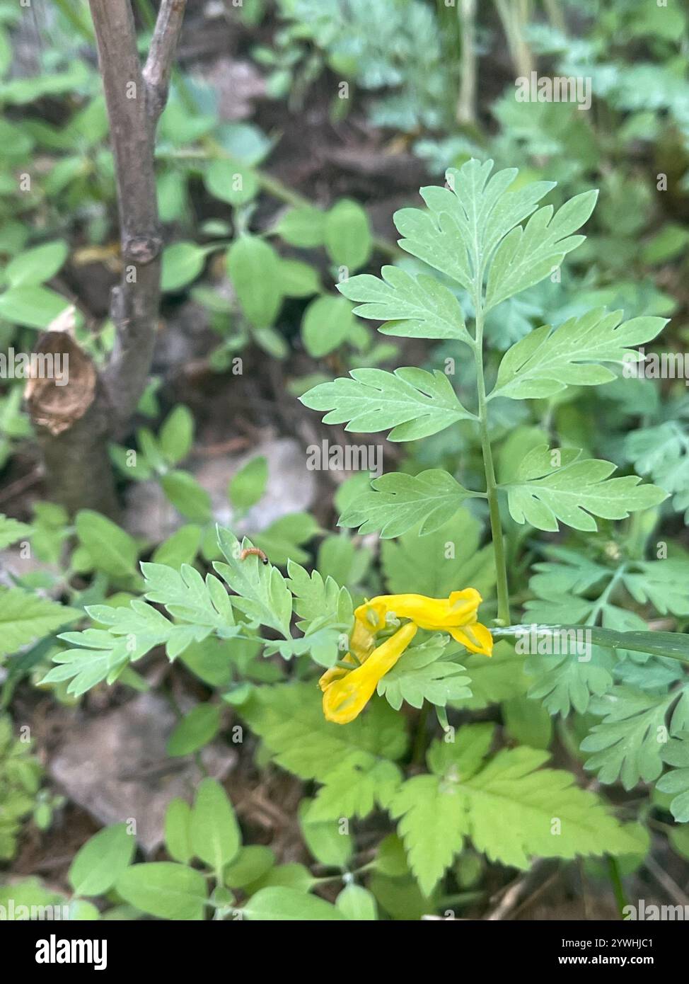 golden corydalis (Corydalis aurea Stock Photo - Alamy