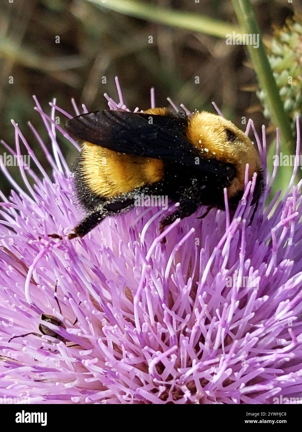 Nevada Bumble Bee (Bombus nevadensis Stock Photo - Alamy