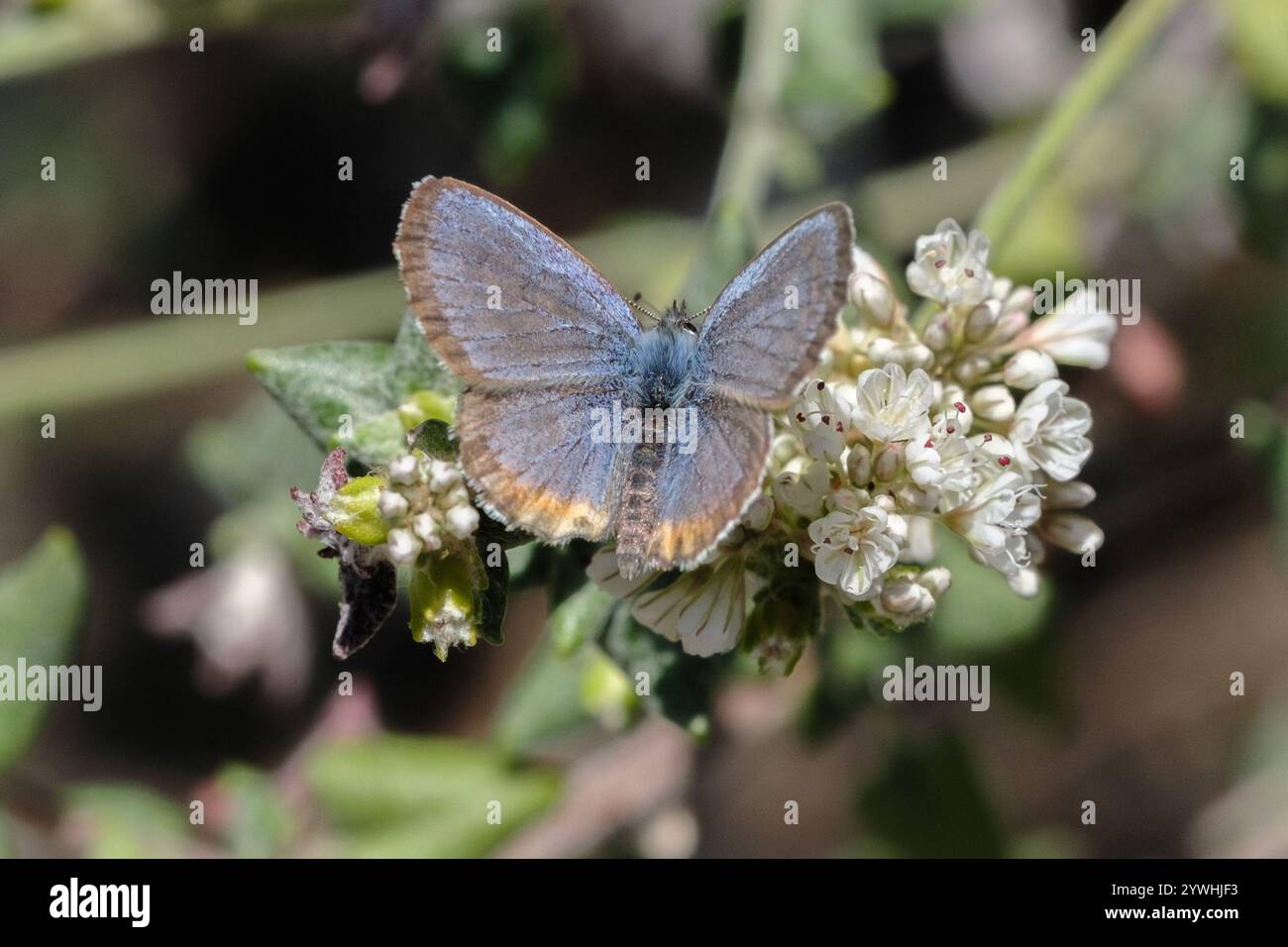 El Segundo Blue (Euphilotes battoides allyni Stock Photo - Alamy