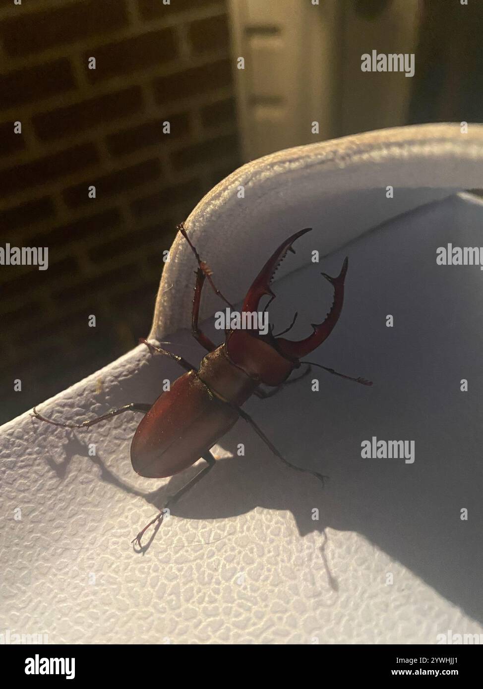 Giant Stag Beetle (Lucanus elaphus Stock Photo - Alamy