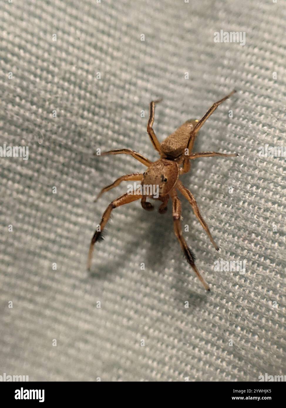 Thin-spined Jumping Spider (Tutelina elegans Stock Photo - Alamy
