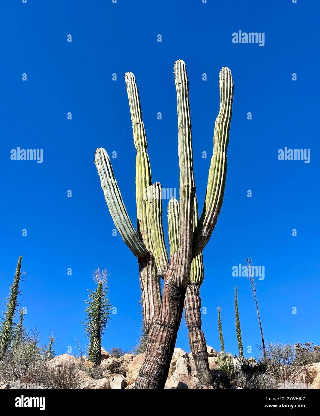 Mexican Giant Cactus (Pachycereus pringlei Stock Photo - Alamy