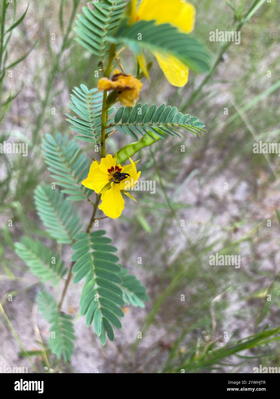 partridge pea (Chamaecrista fasciculata Stock Photo - Alamy