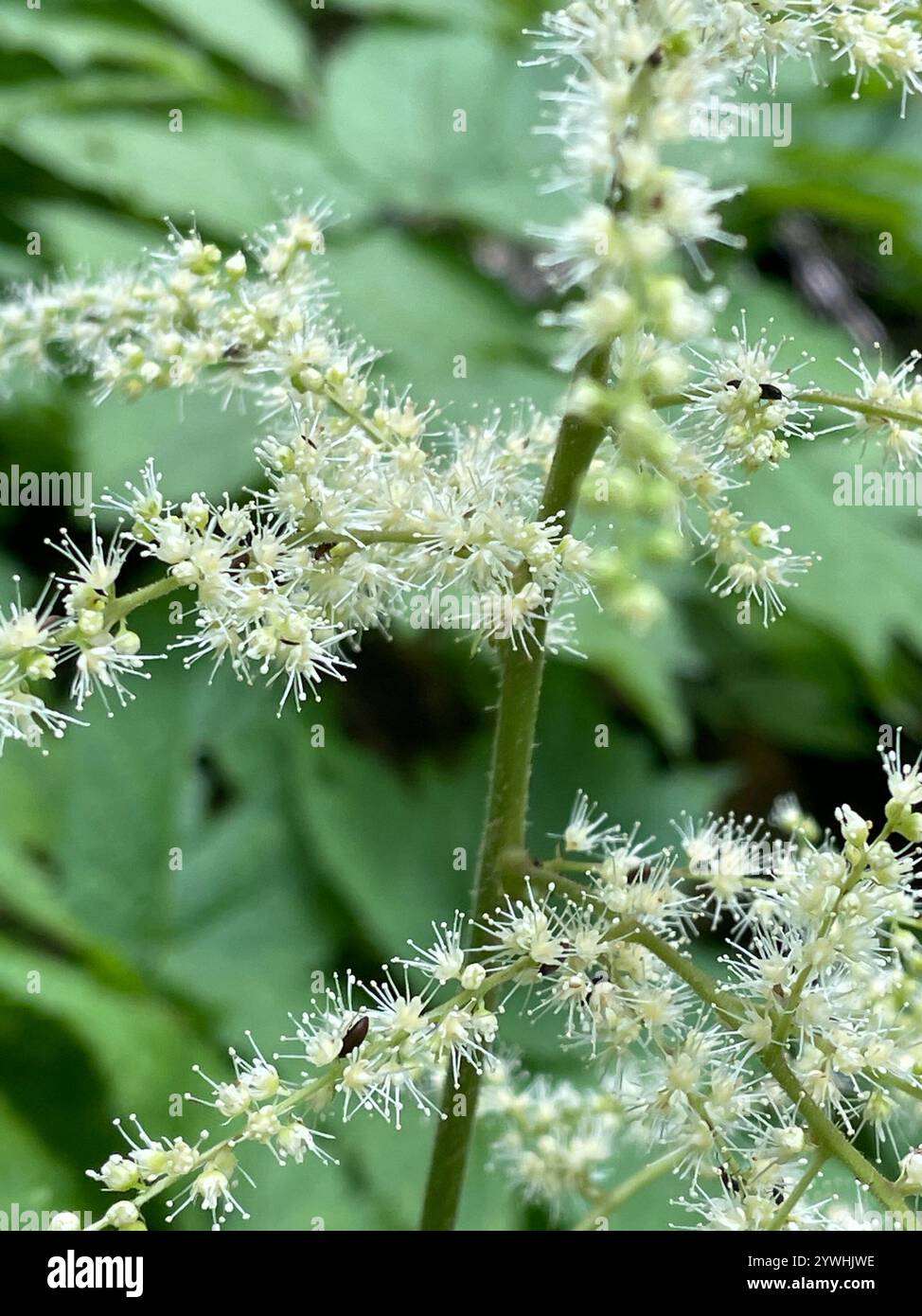 false goatsbeard (Astilbe biternata Stock Photo - Alamy