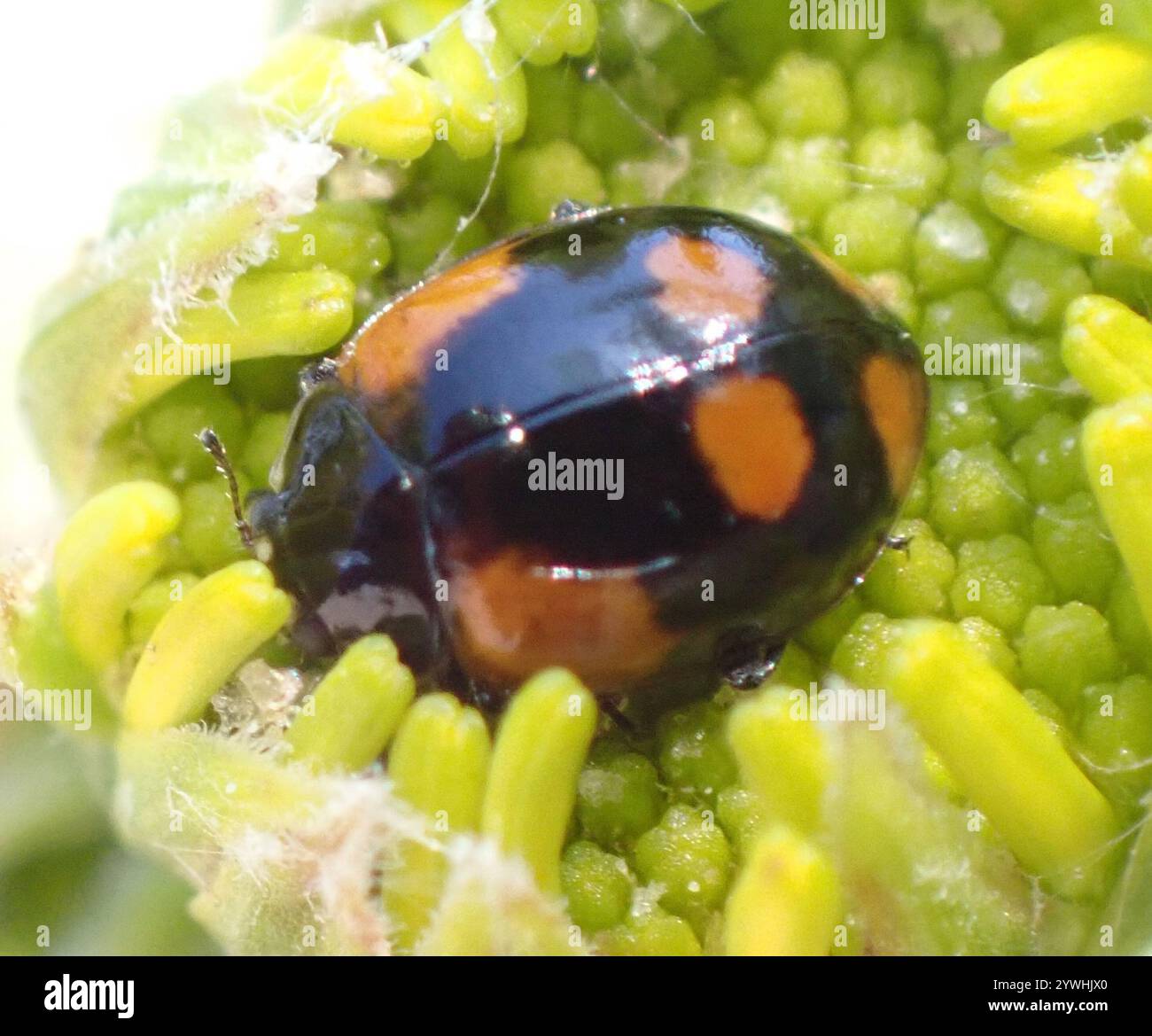 Two-spotted Lady Beetle (Adalia bipunctata Stock Photo - Alamy