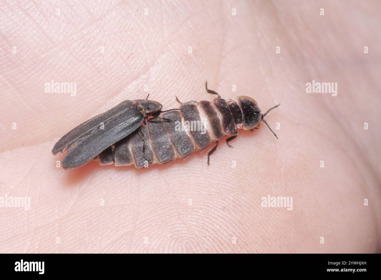 European Glow-worm (Lampyris noctiluca Stock Photo - Alamy
