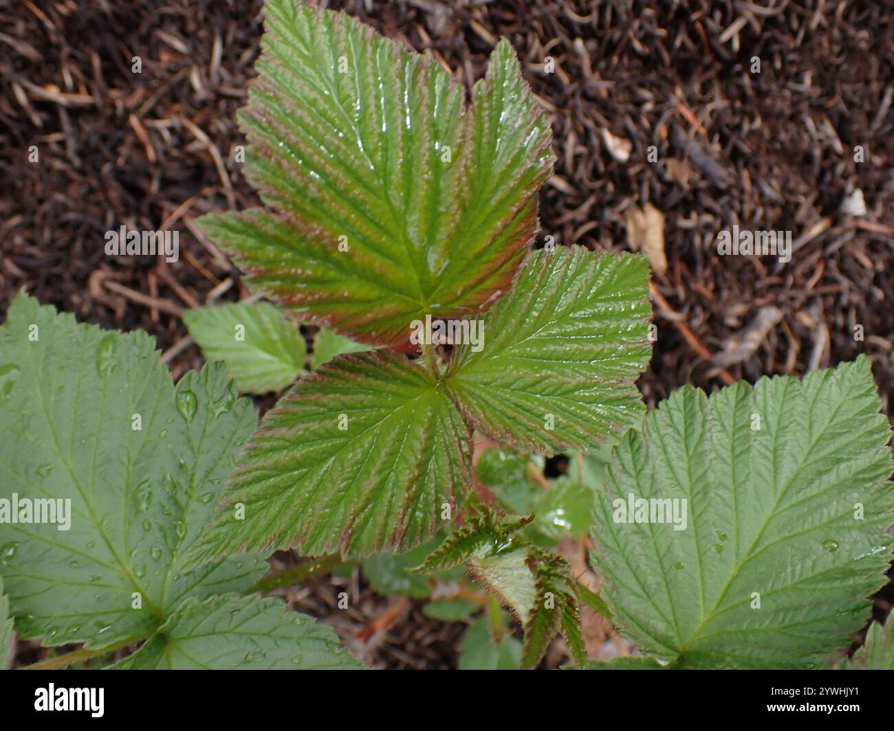 red raspberry (Rubus idaeus Stock Photo - Alamy