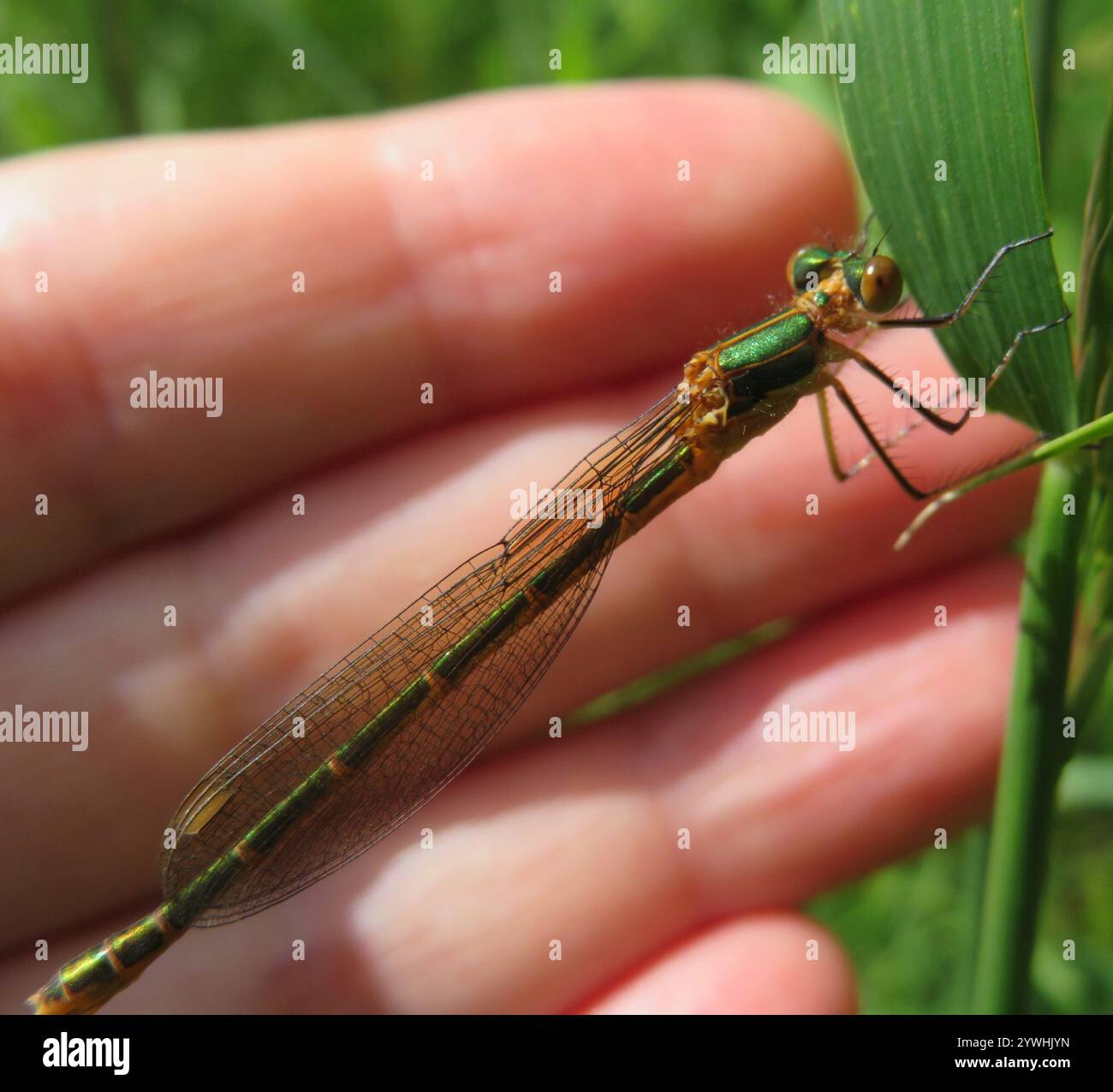 Common Spreadwing (Lestes sponsa Stock Photo - Alamy