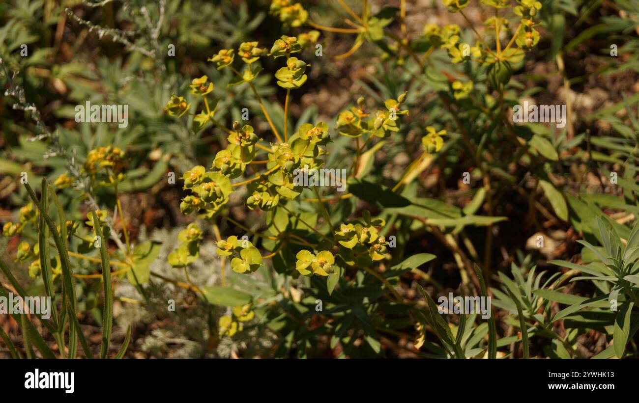 steppe spurge (Euphorbia seguieriana Stock Photo - Alamy