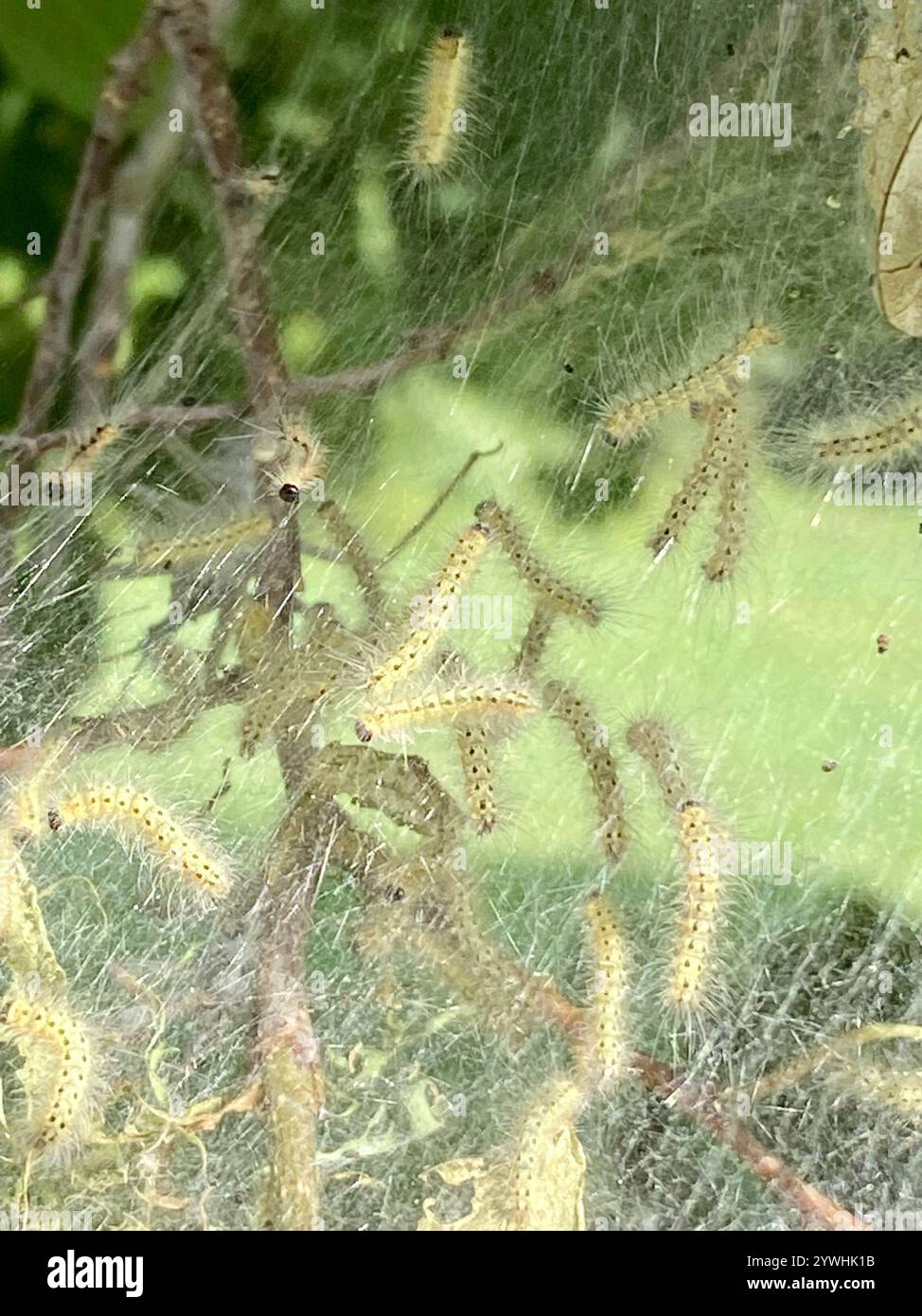 Fall Webworm Moth (Hyphantria cunea Stock Photo - Alamy