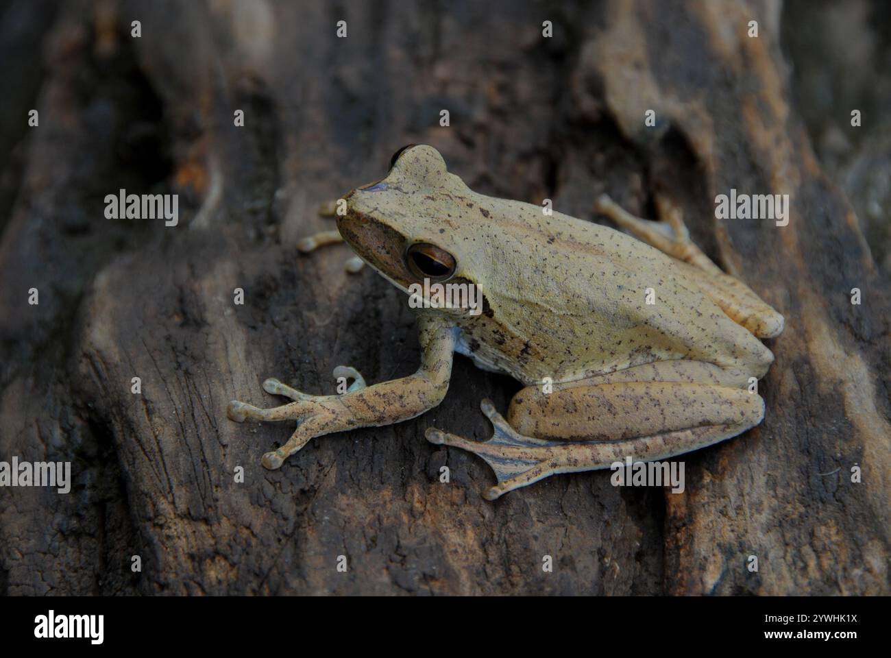 Gladiator Tree Frogs (Boana Stock Photo - Alamy