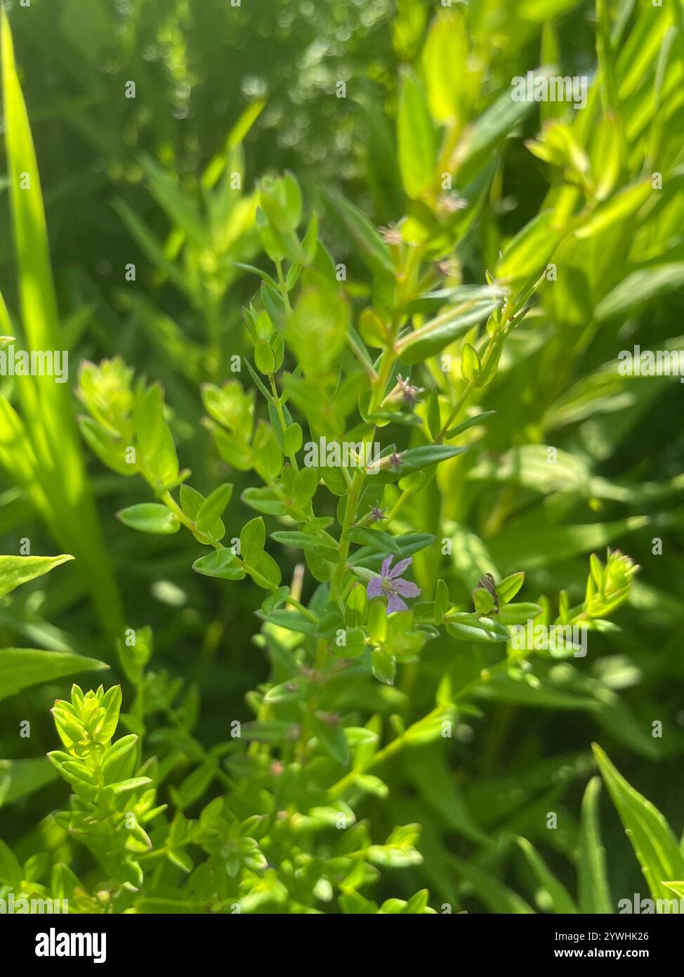 Lythrum alatum hi-res stock photography and images - Alamy