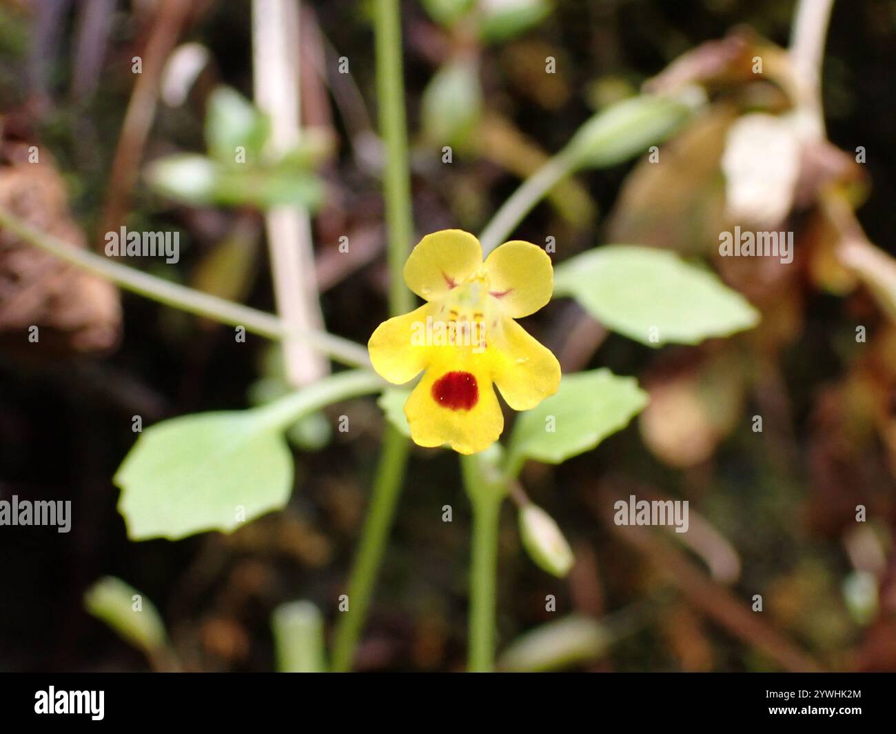 wingstem monkeyflower (Erythranthe alsinoides Stock Photo - Alamy
