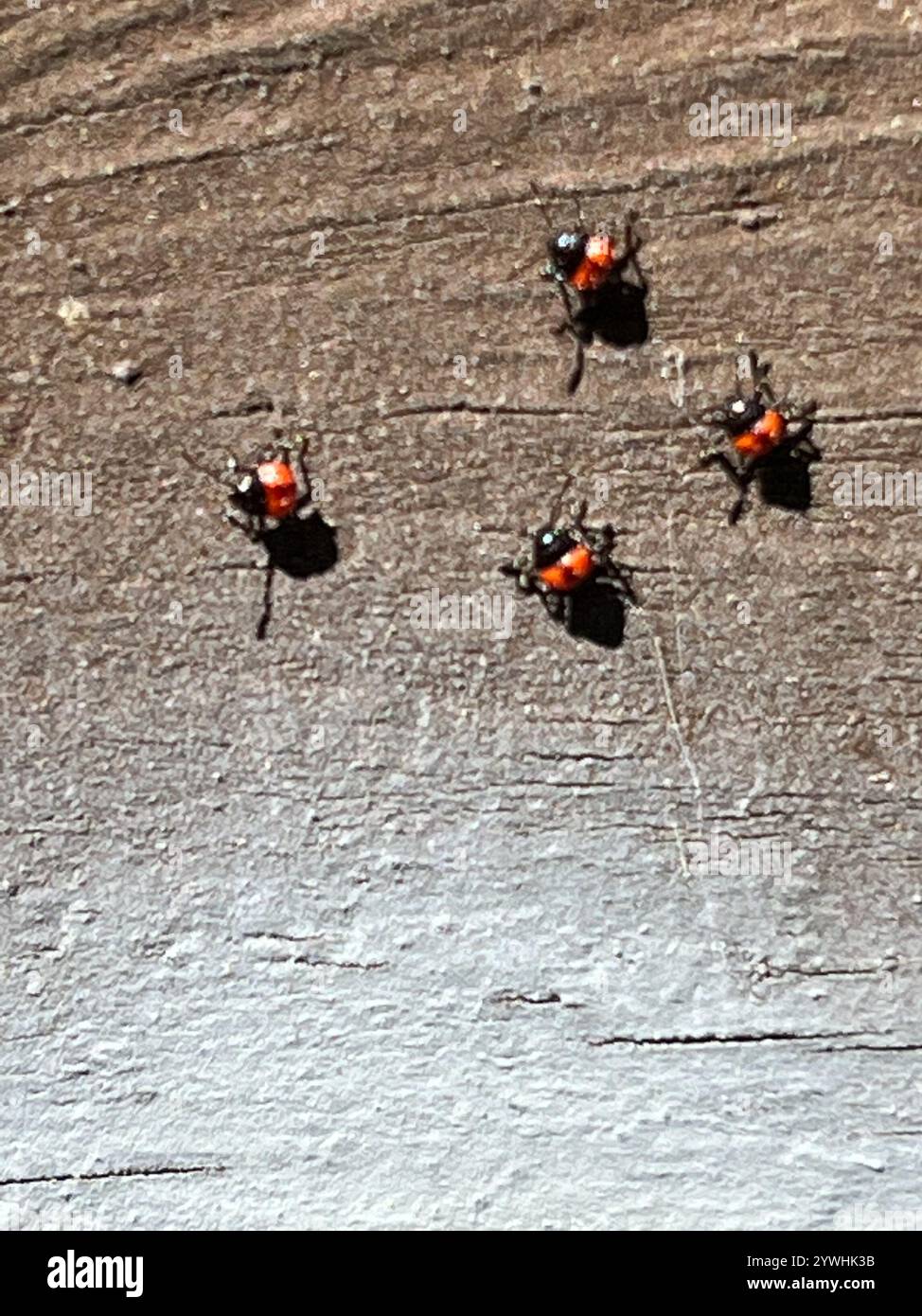 True Bugs (Heteroptera Stock Photo - Alamy