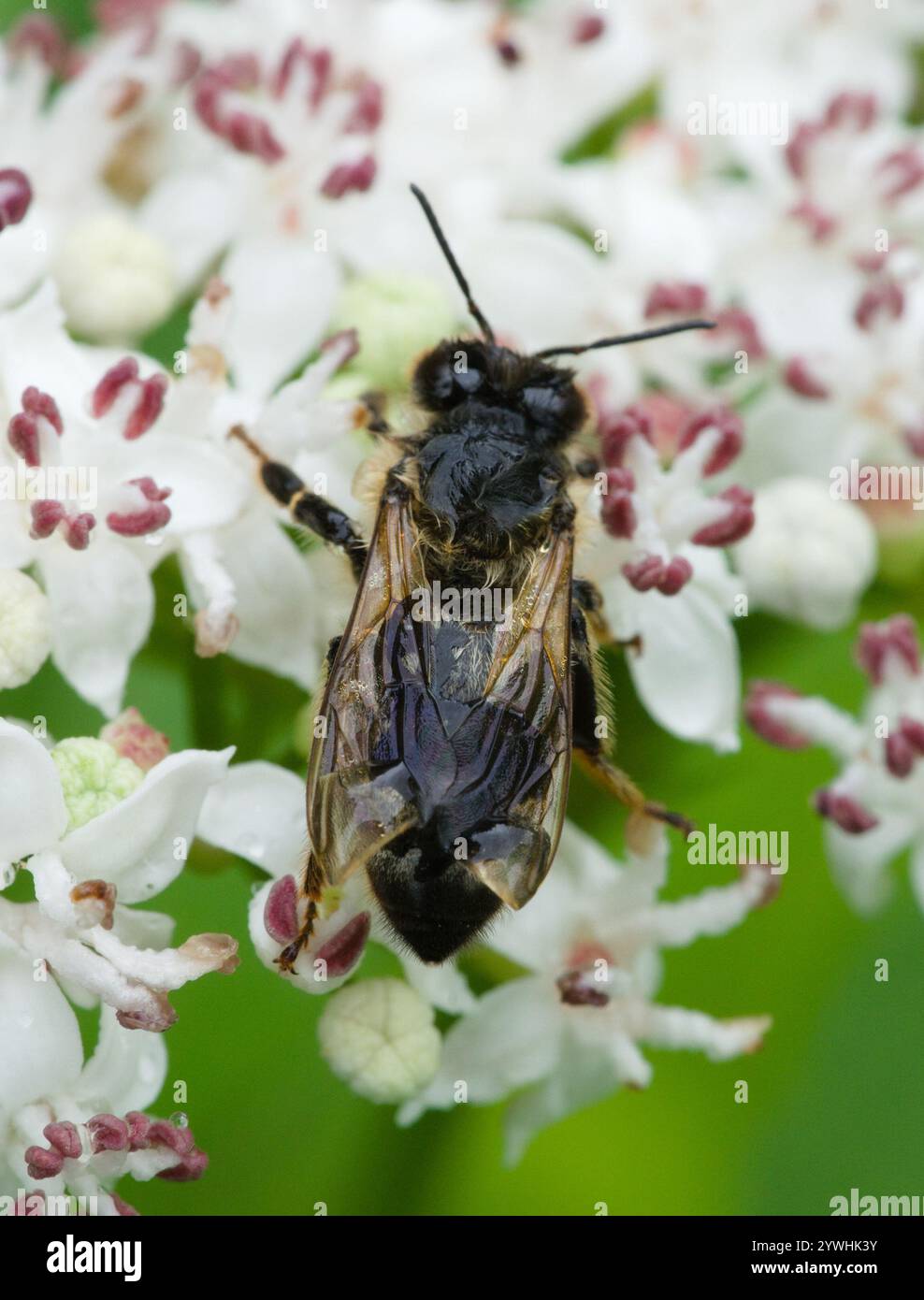 Mining Bees (Andrena Stock Photo - Alamy