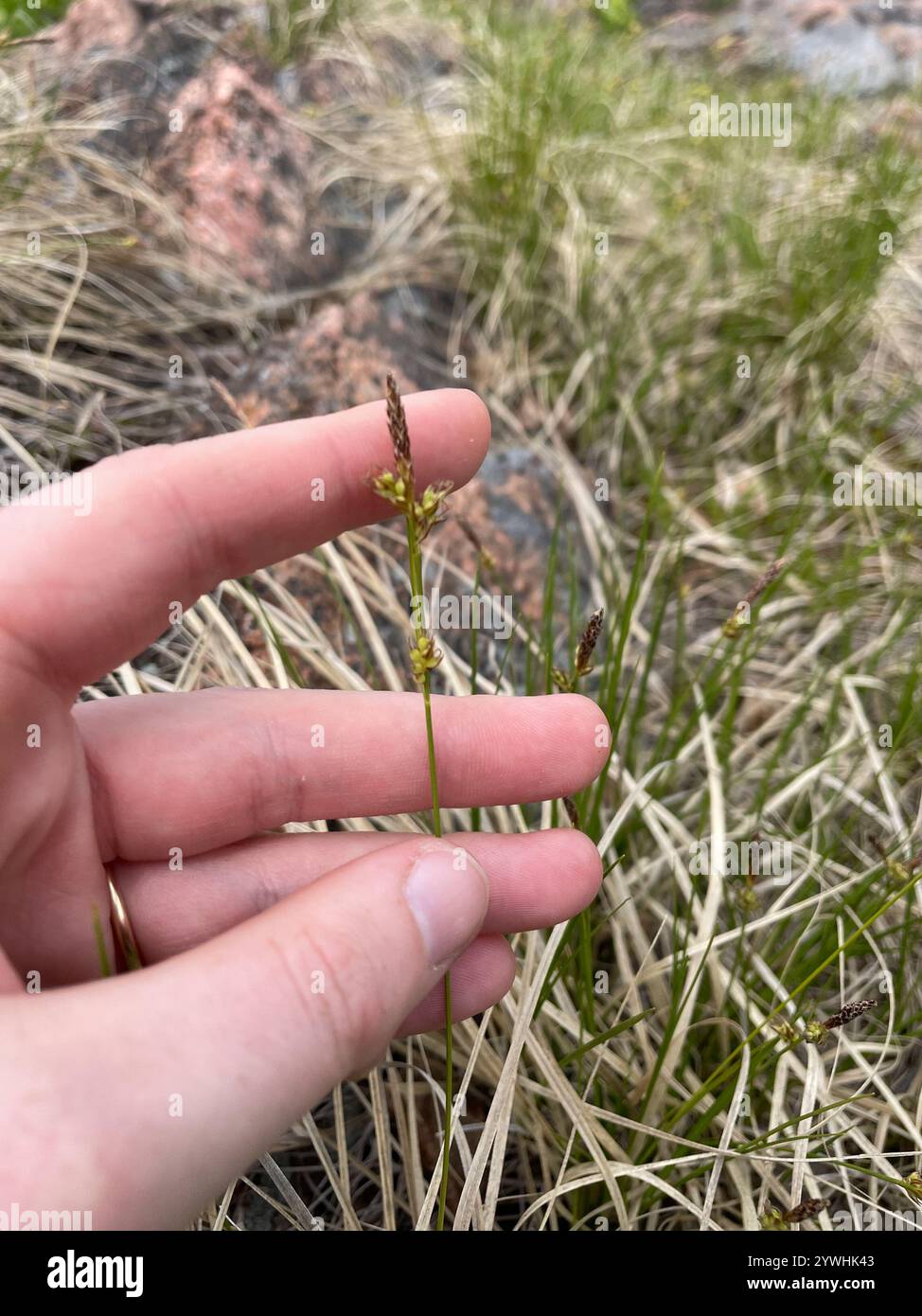 Pennsylvania sedge (Carex pensylvanica Stock Photo - Alamy