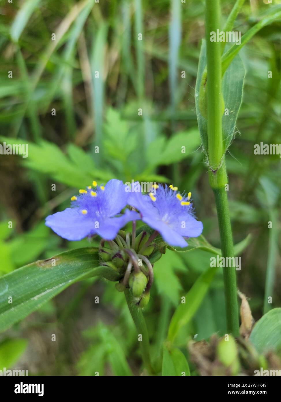 Zigzag Spiderwort (Tradescantia subaspera Stock Photo - Alamy